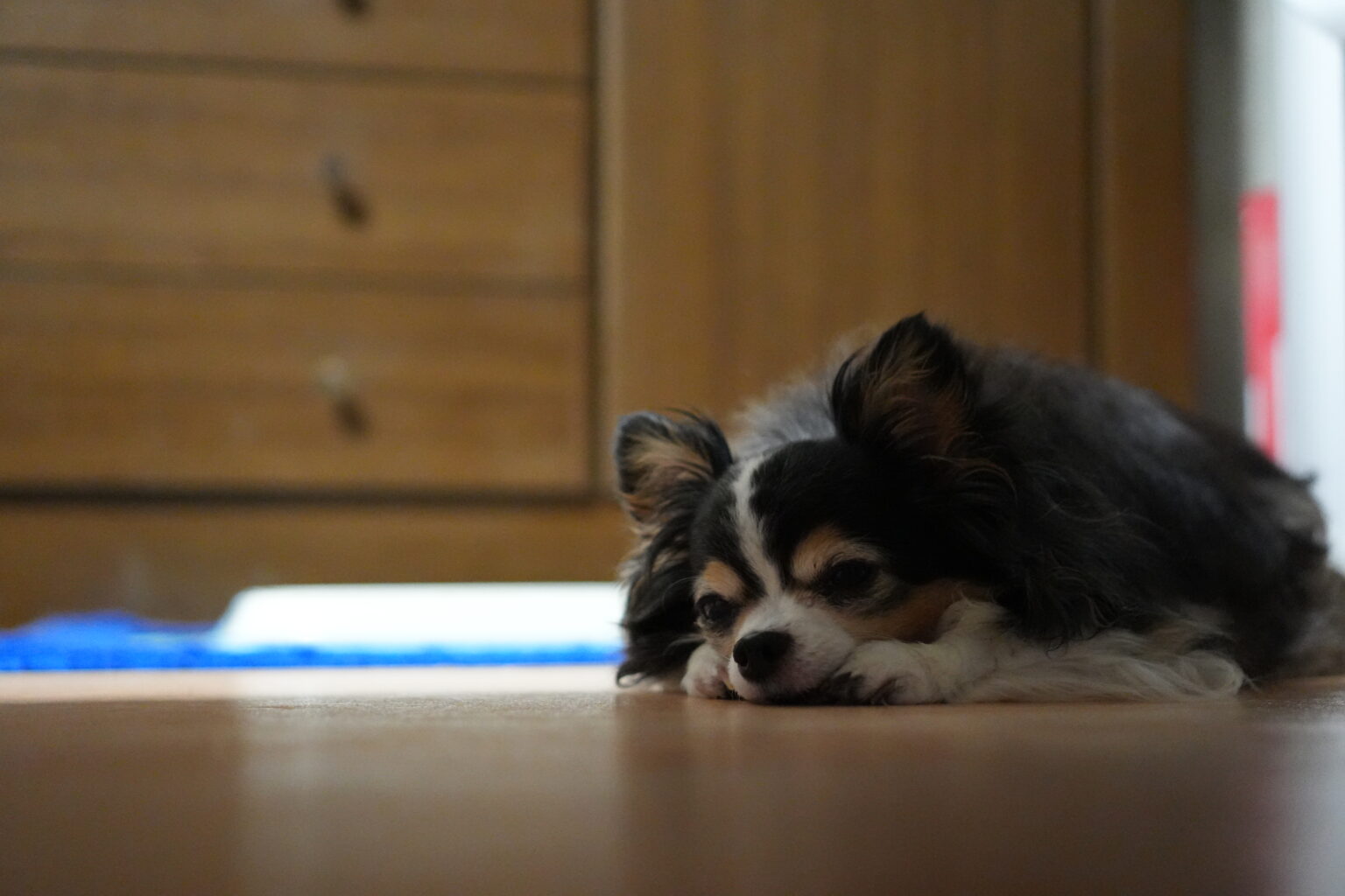 実家のチワワ – Arkey's Diary